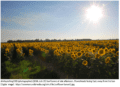 Biodiesel Feedstocks - Sunflower Oil & Tung Oil | Star Oilco